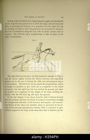 This study examines the movement of horses, analyzing their gait and ...
