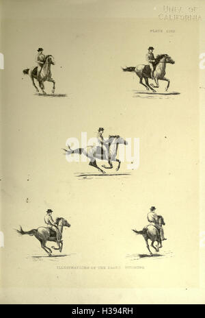 This study explores the motion of horses captured through instantaneous ...