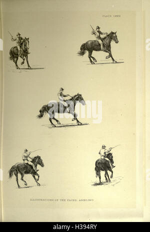 An exploration of horse motion captured through instantaneous ...
