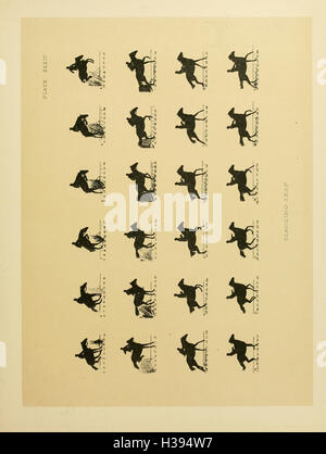 'Horses and Movement' examines the biomechanics of horse movement ...