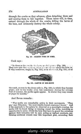 This comprehensive guide covers modern beekeeping practices in the ...