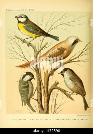 An illustrated guide detailing various species of canaries and cage ...