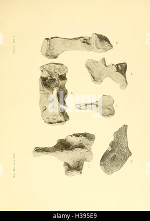 This study introduces new species of fossil sponges discovered in ...