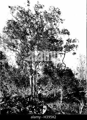 *The Indigenous Trees of the Hawaiian Islands* (1913) is a scientific ...