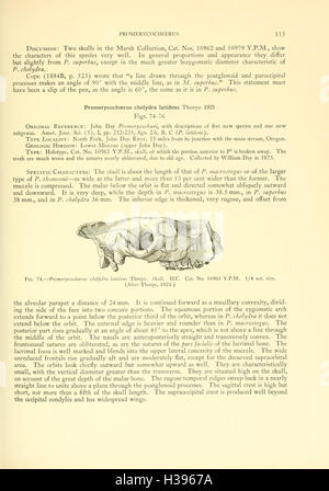 An examination of the Merycoidodontidae, an extinct group of ruminant ...