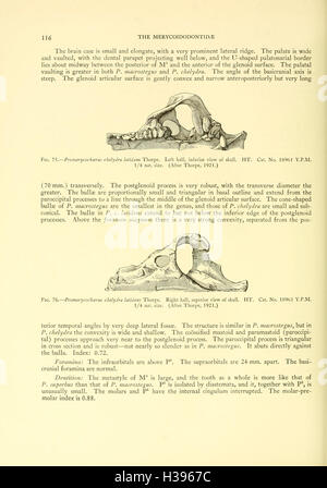 This work explores the Merycoidodontidae, an extinct family of ruminant ...