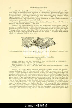 This work discusses the Merycoidodontidae family, an extinct group of ...