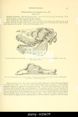 This study covers the Merycoidodontidae, an extinct family of ruminant ...