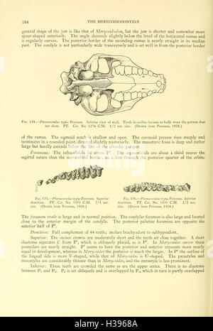 This work details the Merycoidodontidae, an extinct family of ruminant ...