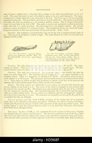 The Merycoidodontidae, a family of extinct ruminant mammals, are ...