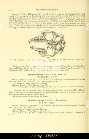 An exploration of the Merycoidodontidae, an extinct family of ruminant ...