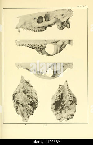 This work focuses on the Merycoidodontidae, an extinct family of ...