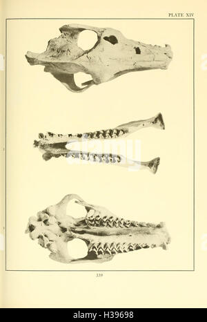 This work provides a detailed examination of extinct creatures ...