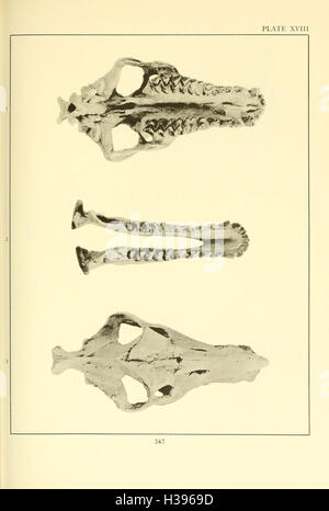 This work details the Merycoidodontidae, an extinct family of ruminant ...