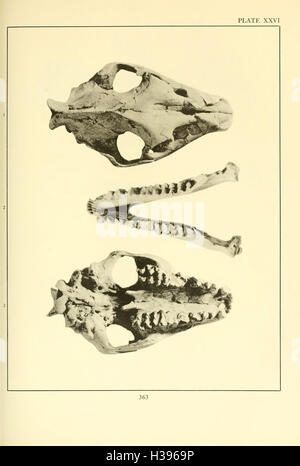 This work explores the Merycoidodontidae, an extinct family of ruminant ...