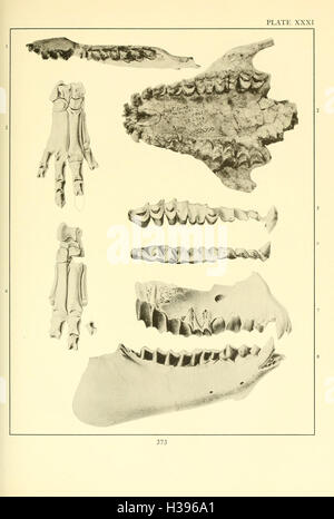 This study covers the Merycoidodontidae, an extinct family of ruminant ...