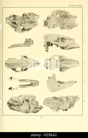 This work focuses on the Merycoidodontidae, an extinct family of ...