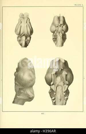 The Merycoidodontidae were an extinct family of ruminant mammals that ...