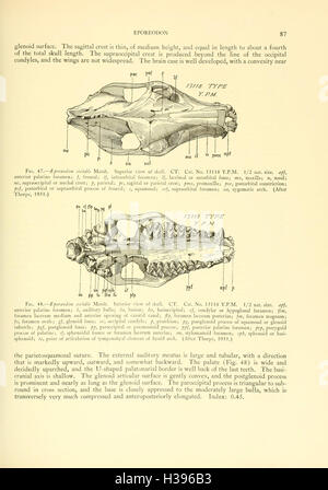 This text discusses the Merycoidodontidae, an extinct family of ...