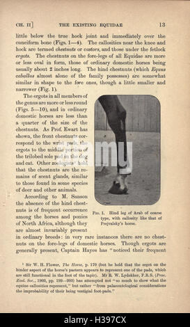 This work examines the history, breeding, and characteristics of the ...