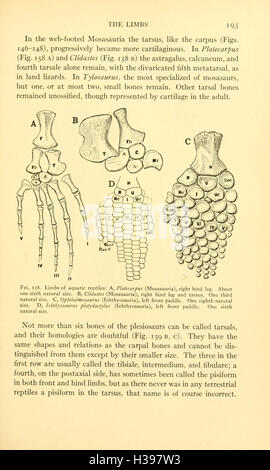 This work focuses on the skeletal structure of reptiles, examining ...