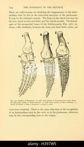 This study covers the osteology, or bone structure, of reptiles ...
