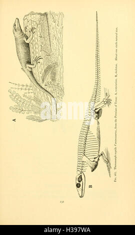 This work focuses on the skeletal structure of reptiles, detailing ...