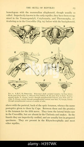 This page examines the osteology of reptiles, focusing on the skeletal ...