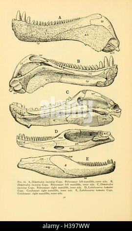 'The Osteology of the Reptiles' is a detailed study of the skeletal ...