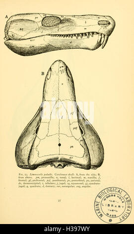 This work provides a detailed study of the skeletal structure of ...