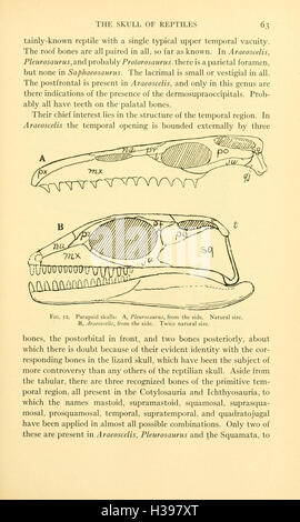 This work examines the skeletal structure of reptiles, with an emphasis ...