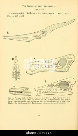 This page examines the skeletal structure of reptiles, discussing the ...