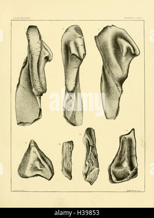 This plate illustrates various Paleozoic fish species from North ...