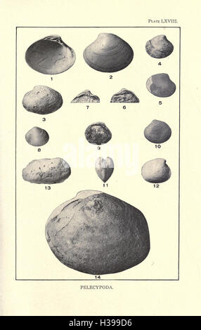This report details the Cretaceous period paleontology of New Jersey ...