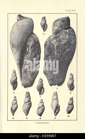 This report presents the findings of Cretaceous-era fossils discovered ...