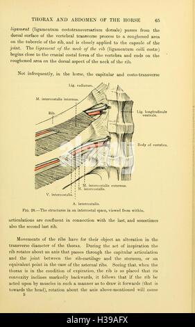 This work provides an in-depth anatomical study of the horse's limbs ...