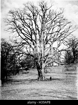'The Trees of Great Britain and Ireland' provides a comprehensive ...