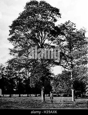 The trees of Great Britain and Ireland (1906) (2059482 Stock Photo - Alamy