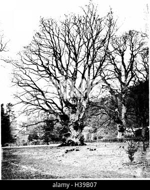 This work provides a comprehensive guide to the trees of Great Britain ...