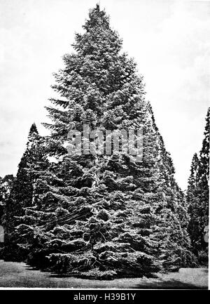 This book focuses on the various tree species native to Great Britain ...