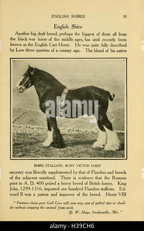 This work traces the evolution of the modern horse, examining its ...