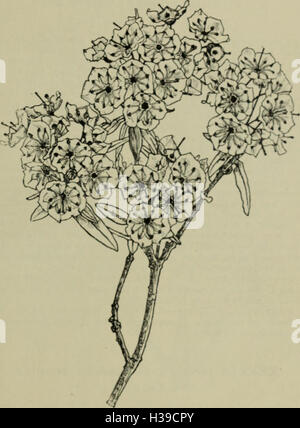 'Trees and Shrubs, Hardy in the British Isles' (1914) covers various ...