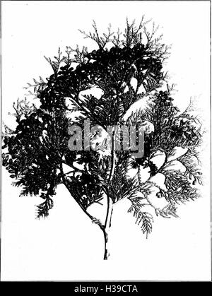 A comprehensive guide to the tree species of Indiana, showcasing native ...