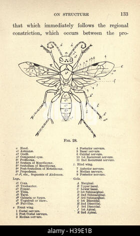 Wild bees, wasps and ants and other stinging insects BHL215 Stock Photo ...