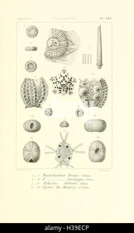 A zoological and stratigraphic study of echinoderms from the Sarthe ...