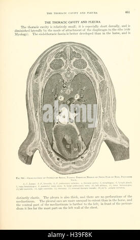 This textbook covers the anatomy of animals, focusing on their bodily ...