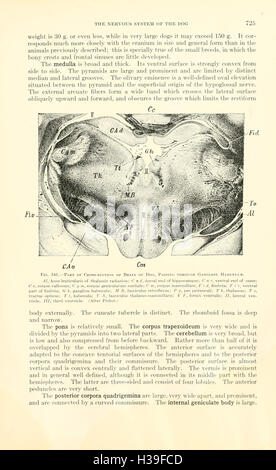 This veterinary anatomy textbook offers a detailed understanding of the ...