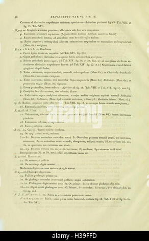 This work features the anatomical structure of the European turtle ...