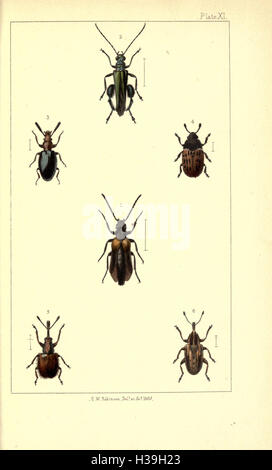 A comprehensive guide to the beetle species of Britain, detailing their ...