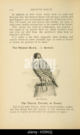 This text provides a guide to various British bird species that are ...